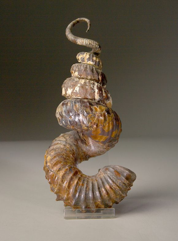 Bonhams : Coiled Ammonite