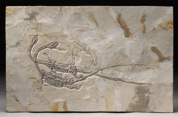 Bonhams : Hyphalosaurus Group