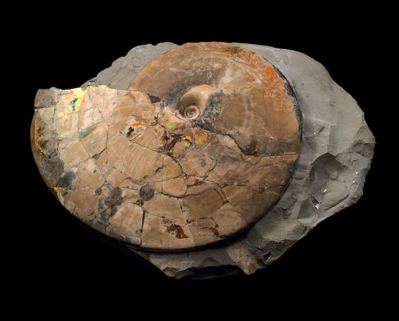 Bonhams : Ammonite with Mosasaur Bite Marks