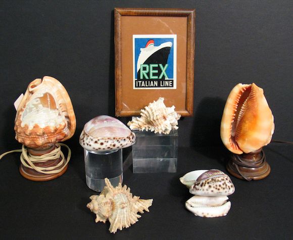 Bonhams : A collection of cameo carved shells including two conch lamps and a cowry from the S.S ...