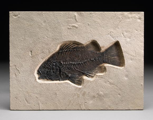 Bonhams : Ancient Bass Specimen