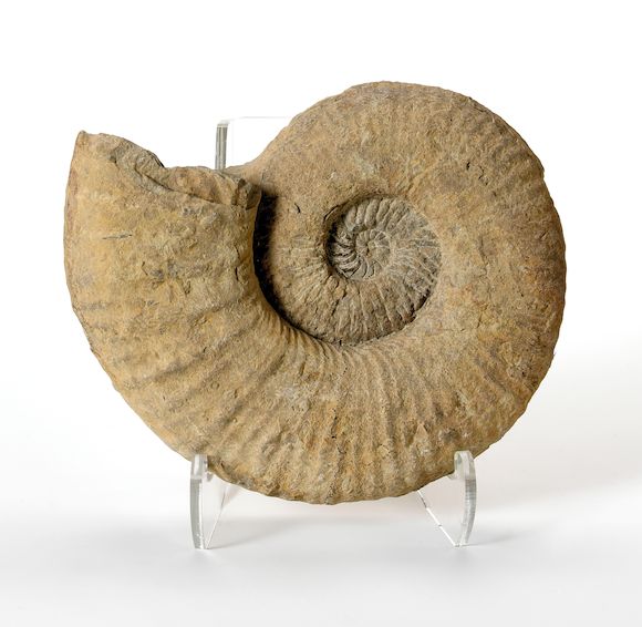 Bonhams : Ammonite in Limestone, Cretaceous period with a Lucite stand.