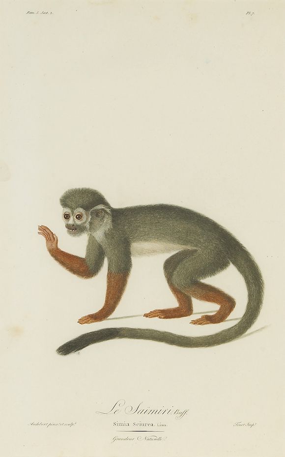 Bonhams : A set of six framed French hand colored prints of monkeys