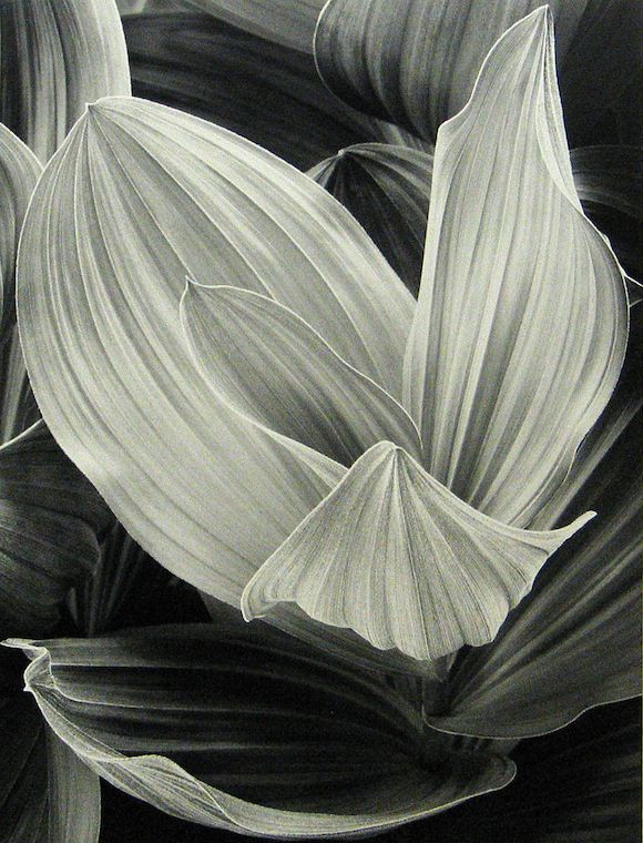 Bonhams : John Sexton Corn Lily, Eastern Sierra Nevada, California;