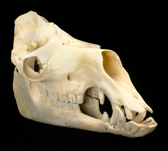 Bonhams : Dromedary Camel Skull