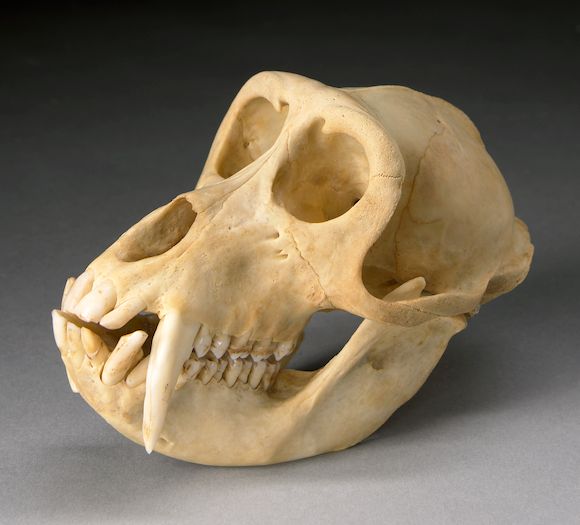 Bonhams : Monkey Skull