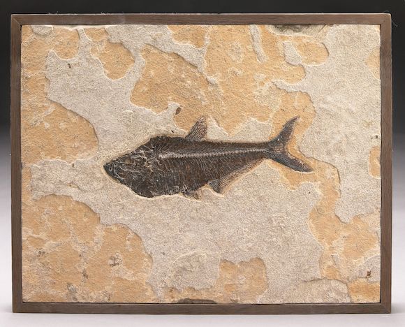 Bonhams : Large Fossil Fish