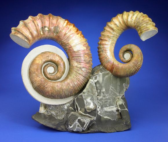 Bonhams : Uncoiled Ammonite Pair