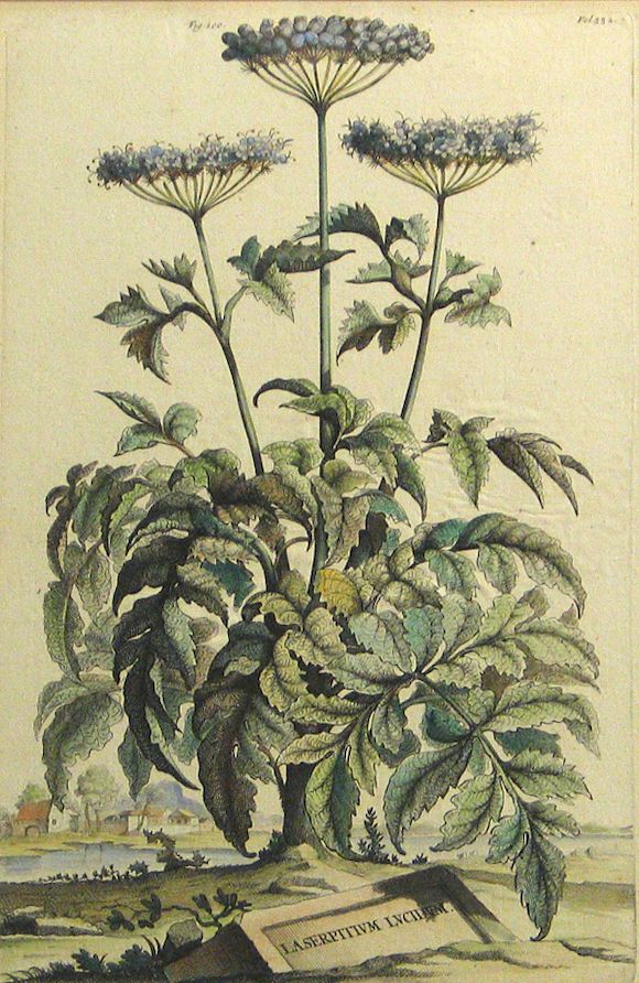 Bonhams : Abraham Munting (Dutch, 1626-1683); Two Botanicals: Canella ...