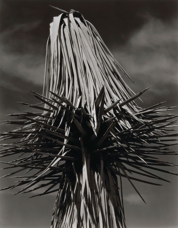 Bonhams : Edward Weston (American, 1886-1958); Yucca, Mojave Desert ...
