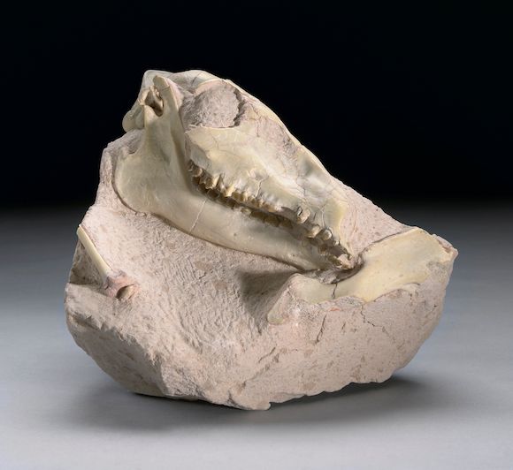 Bonhams : Fossil Camel skull in Matrix