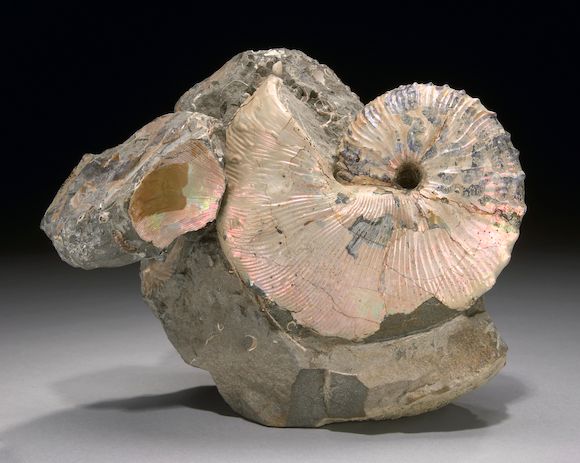 Bonhams : Iridescent Scaphite on Matrix