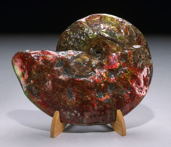 Bonhams : Ammonite with Mosasaur Bite Marks