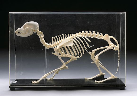 Bonhams : Mounted Domestic Dog Skeleton