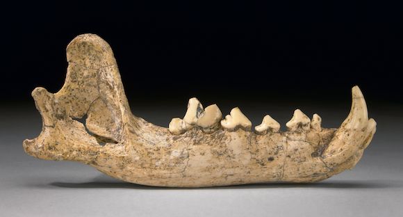 Bonhams : Dire Wolf Lower Jaw