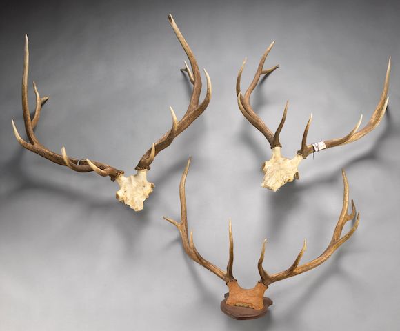Bonhams : Three Sets of Mounted Elk Antlers