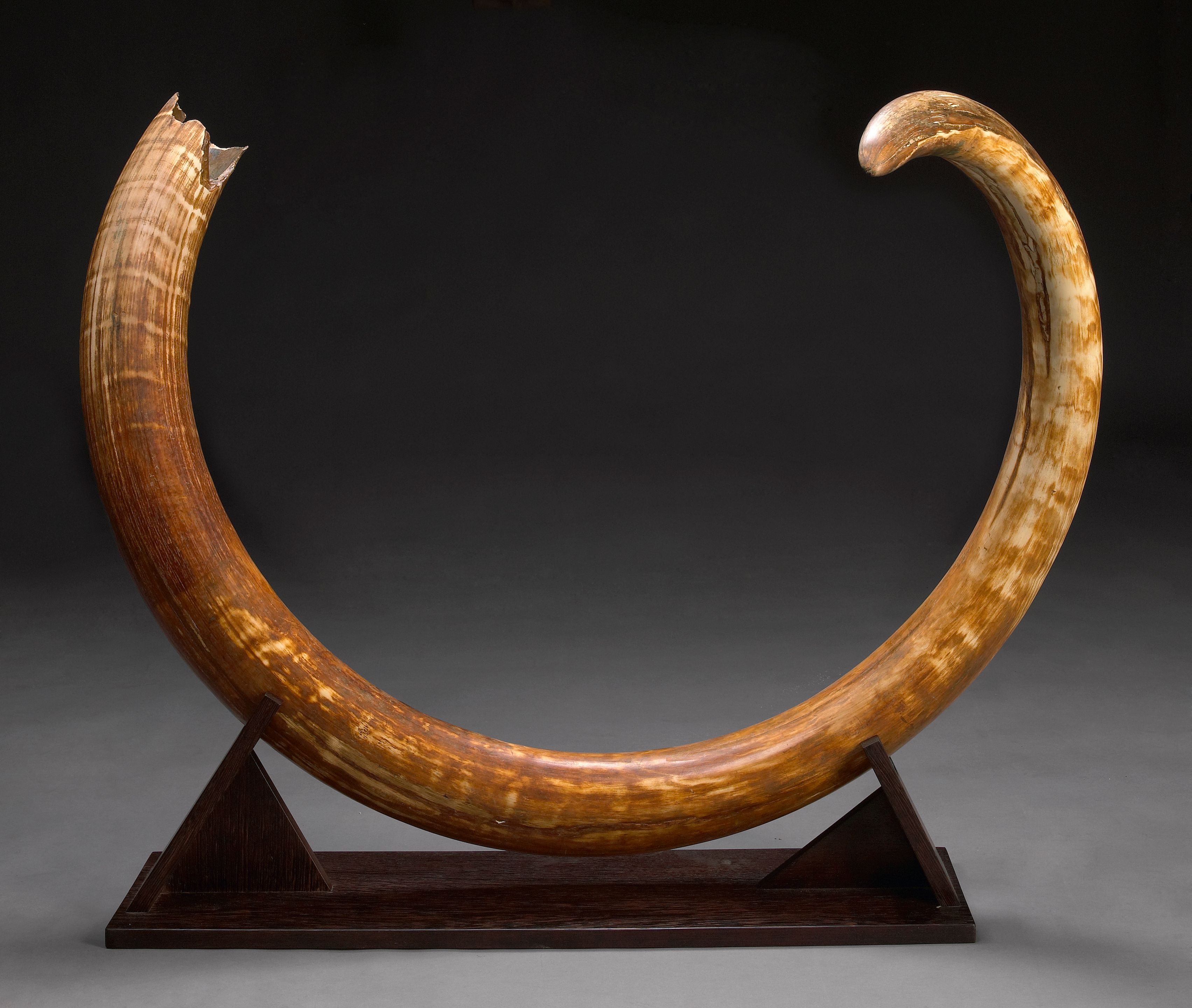 A mammoth tusk - auctions & price archive