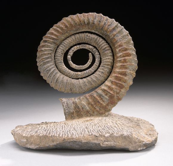 Bonhams : Uncoiled Ammonite