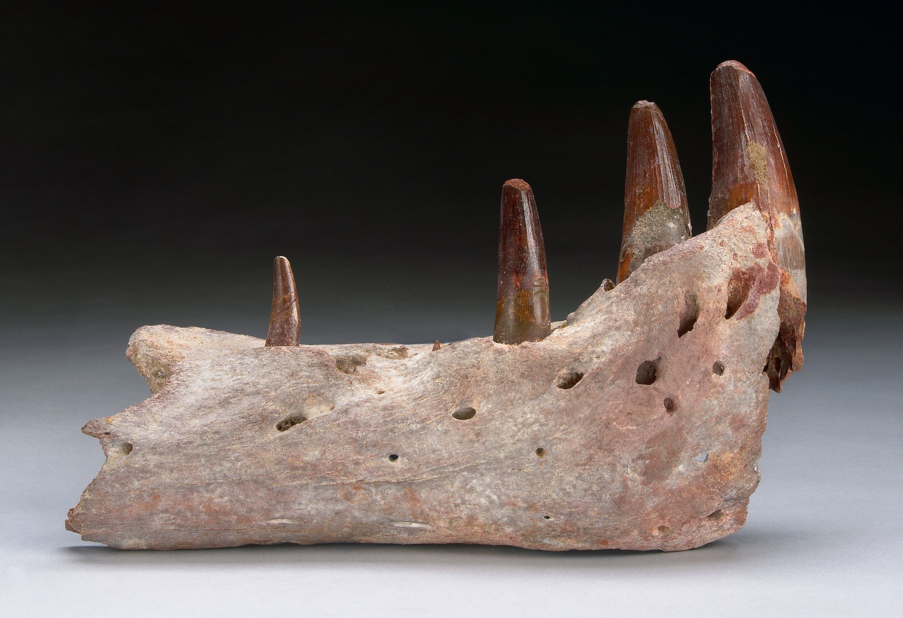 Spinosaur Jaw - auctions & price archive