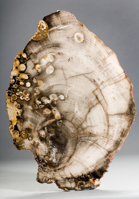 Bonhams : Rare Petrified Wood with Pathology