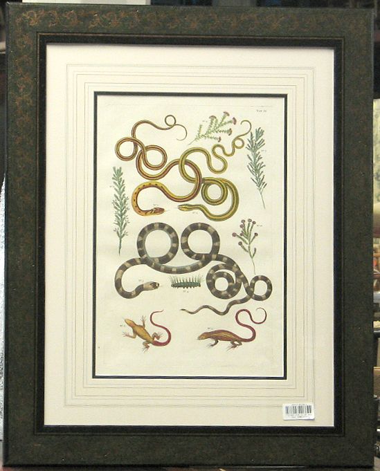 Bonhams : A set of three framed Dutch prints of snakes