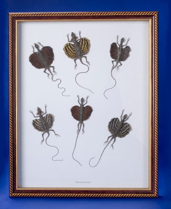 Bonhams : Collection of Six Flying Lizards