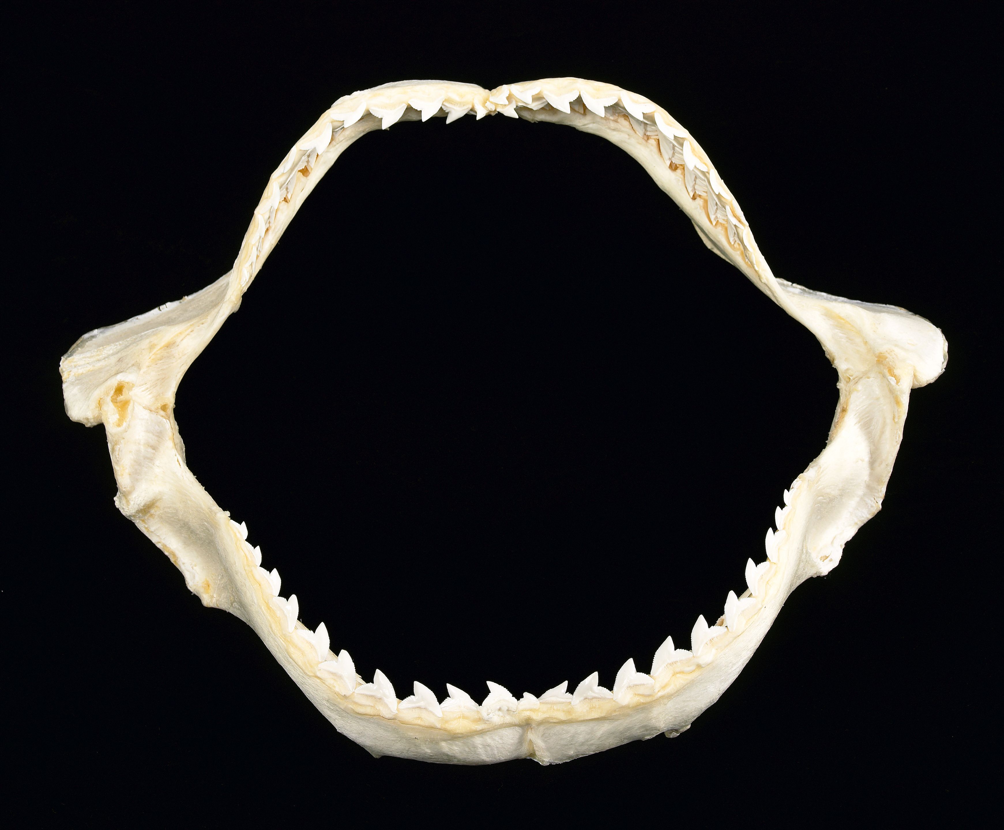 Tiger Shark Jaws Tiger Shark: Deadly Jaws (2020) IMDb