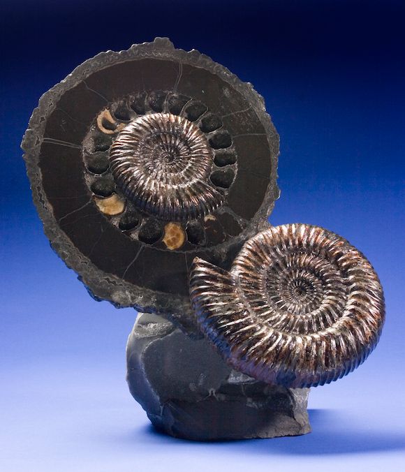 Bonhams : Double Ammonite Piece