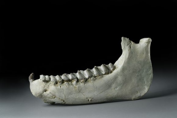 Bonhams : Massive Titanothere Jaw