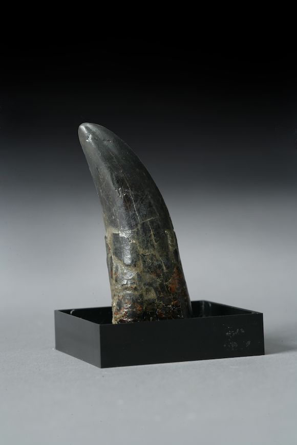 Bonhams : Extremely Large Albertosaurus Tooth