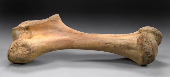 Bonhams : Woolly Mammoth Humerus