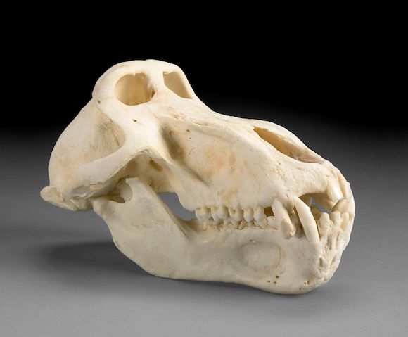 Bonhams : Large Chacma Baboon Skull
