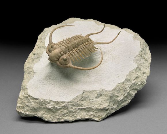 Bonhams : Prodigious Free-Standing Trilobite
