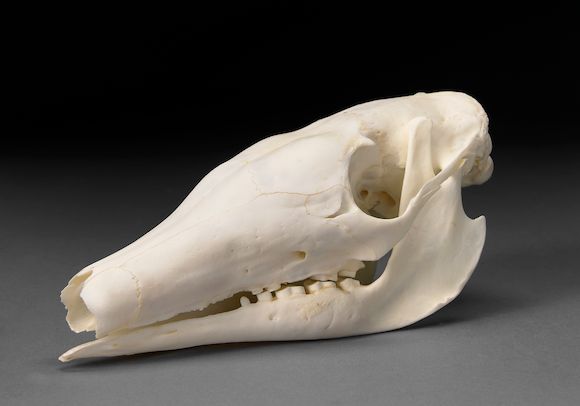 Bonhams : Aardvark Skull