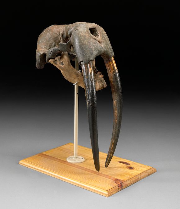 Bonhams : Fossil Walrus Skull