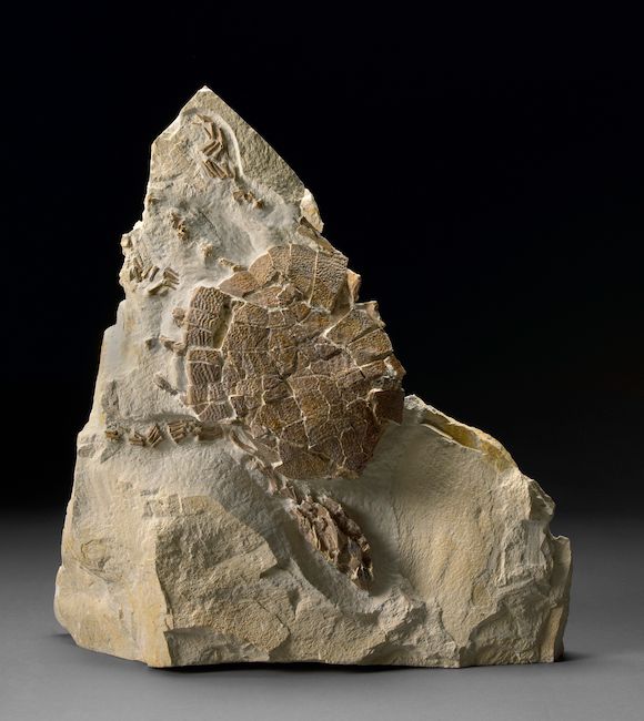 Bonhams : Natural Eocene Turtle