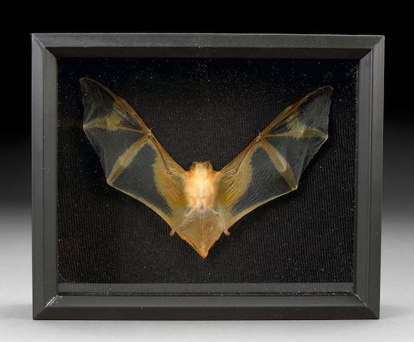 Bonhams : Painted Bat in Frame