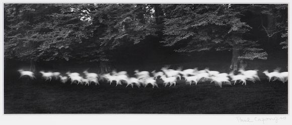 Bonhams : Paul Caponigro (American, born 1932); Running White Deer ...