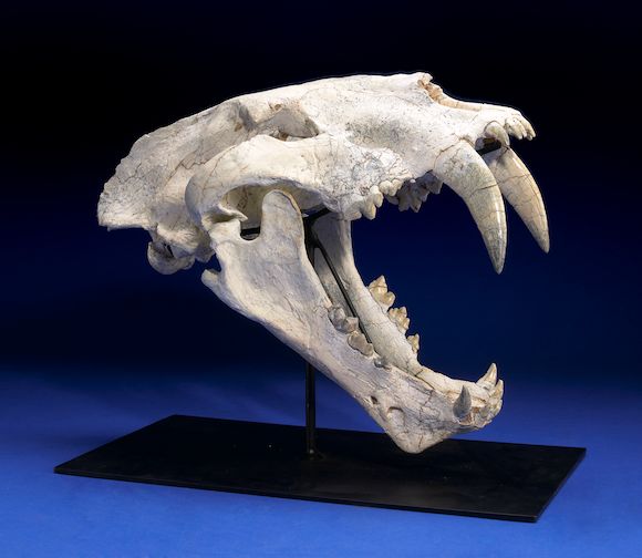 Bonhams : Unsurpassed Cat Skull from the King of all Sabertooths