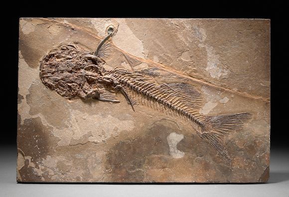 Bonhams : Rare Fossil Catfish