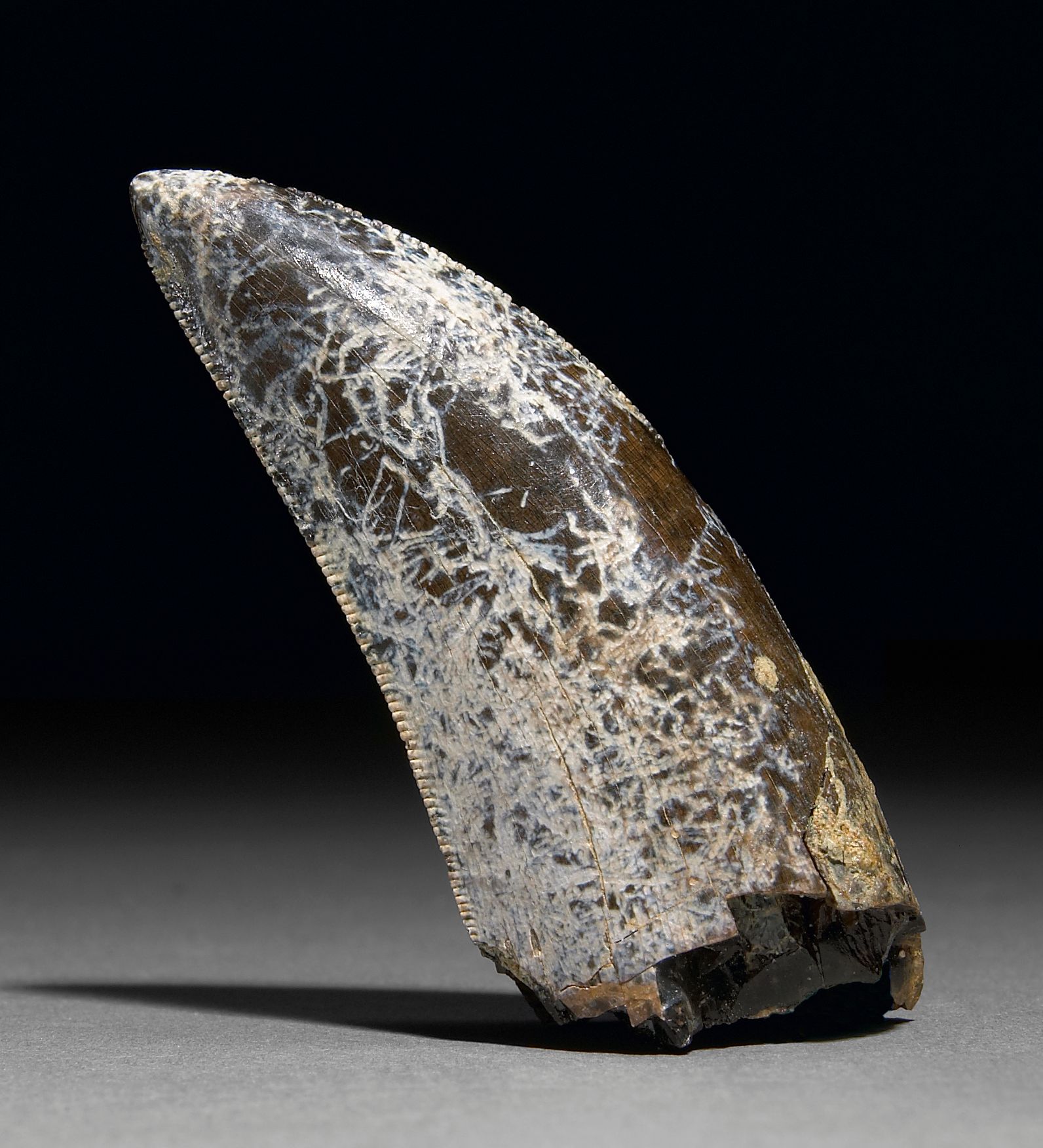 T. rex Tooth - auctions & price archive