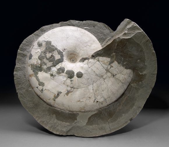 Bonhams : Ammonite with Mosasaur Bite Marks