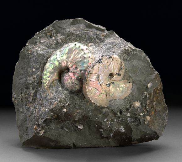 Bonhams : Pair of Opalescent Ammonites