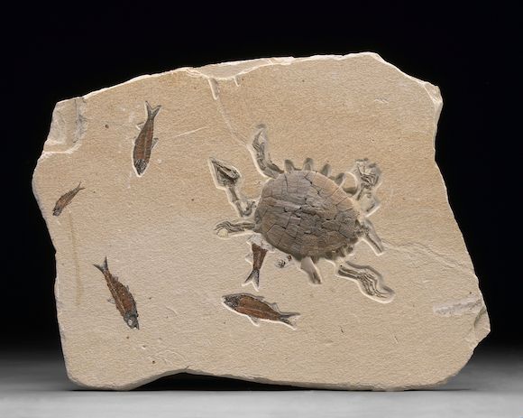Bonhams : Eocene Fossil Turtle