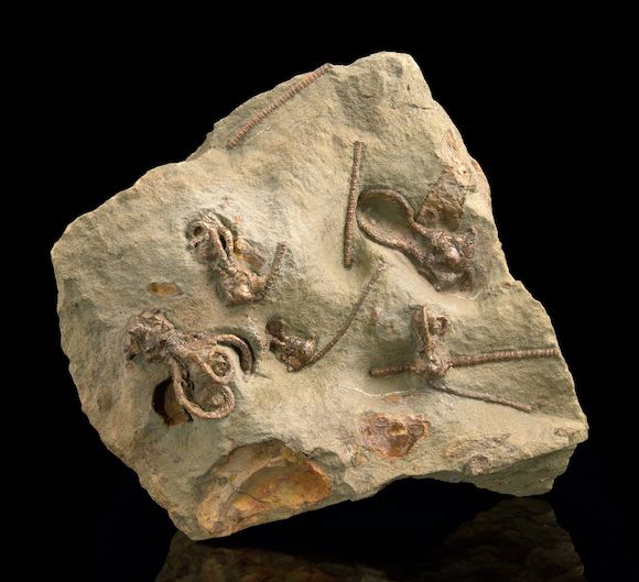 Bonhams : Australian Crinoid Plate