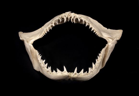 Bonhams : Large Shortfin Mako Shark Jaw