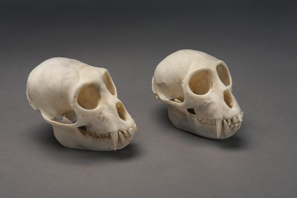 Bonhams : Two Monkey Skulls