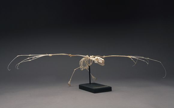 Bonhams : Mounted Hammer-headed Bat Skeleton