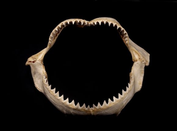 Bonhams : Bull Shark Jaw