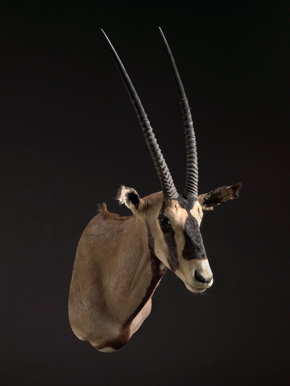 Bonhams : Impressive Fringe-eared Oryx Shoulder Mount